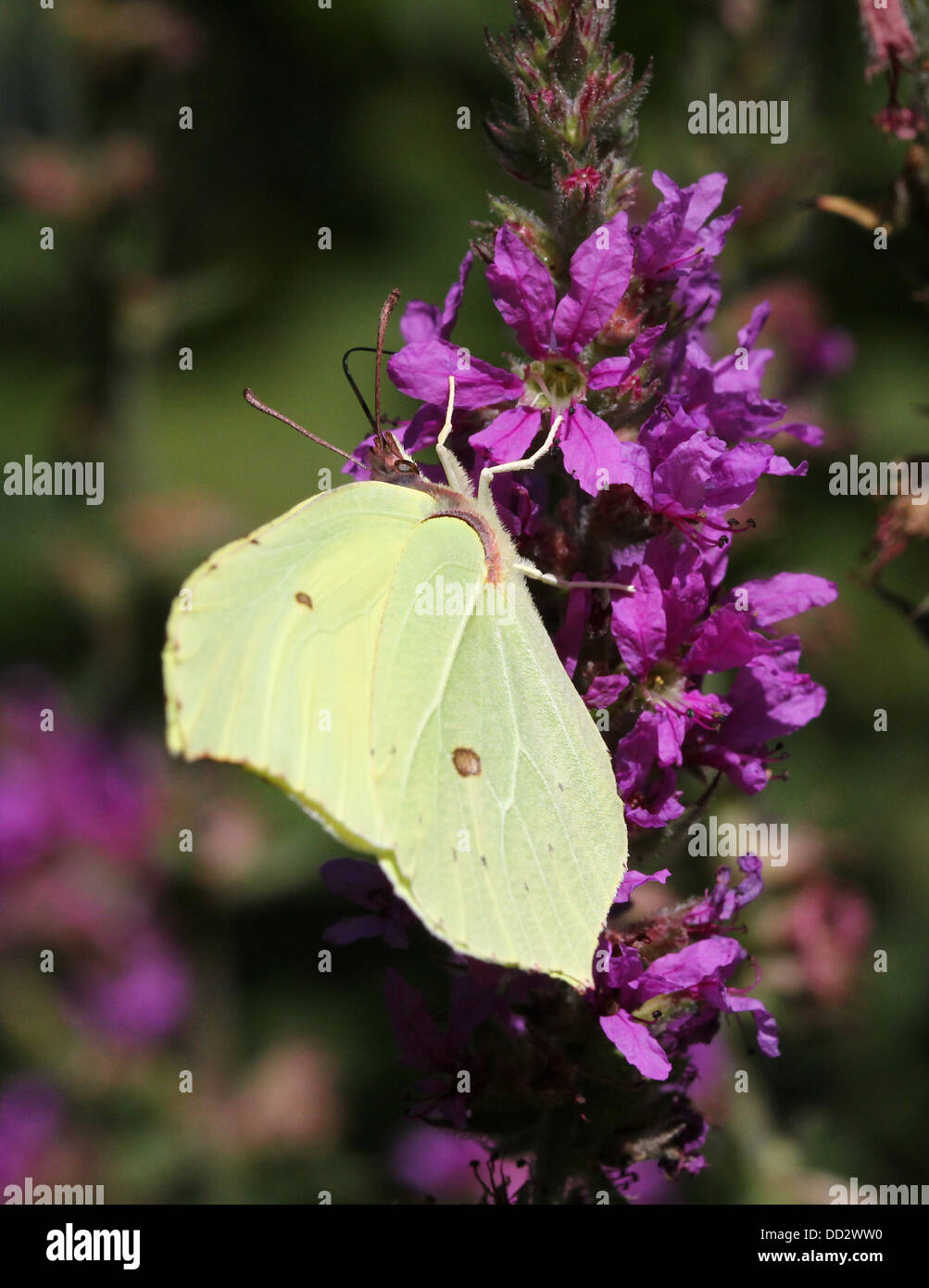 European Common Brimstone-butterfly (Gonepteryx rhamni) foraging on ...