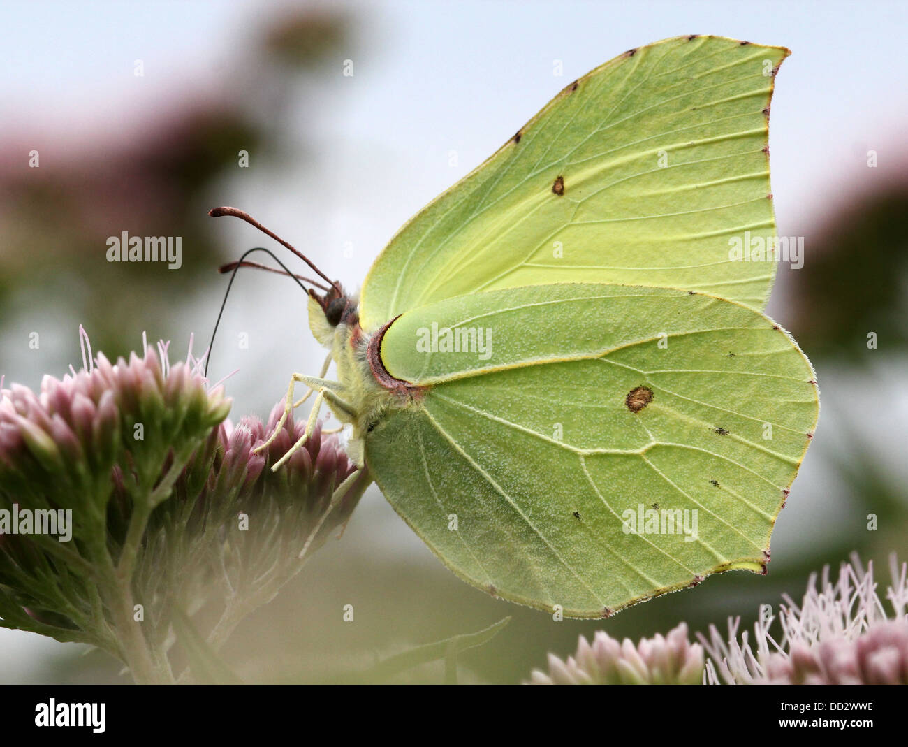 Detailed macro-shot of a Common Brimstone-butterfly (Gonepteryx rhamni ...