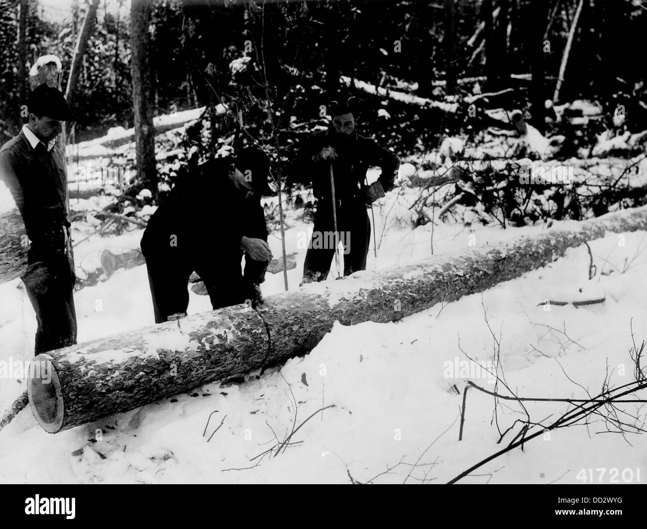 An operator inspects the diameter of a red pine tree as part of ...