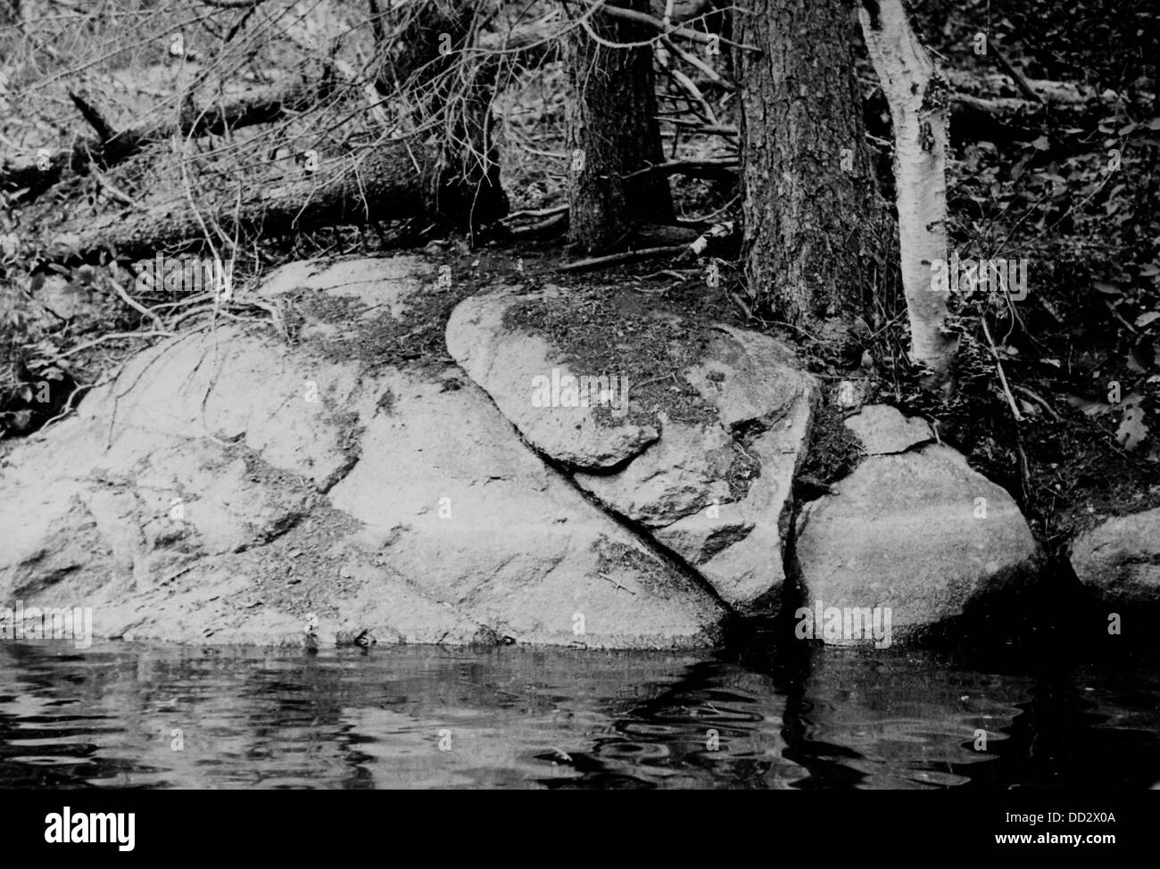 A den where otters live, typically located in areas with freshwater and ...