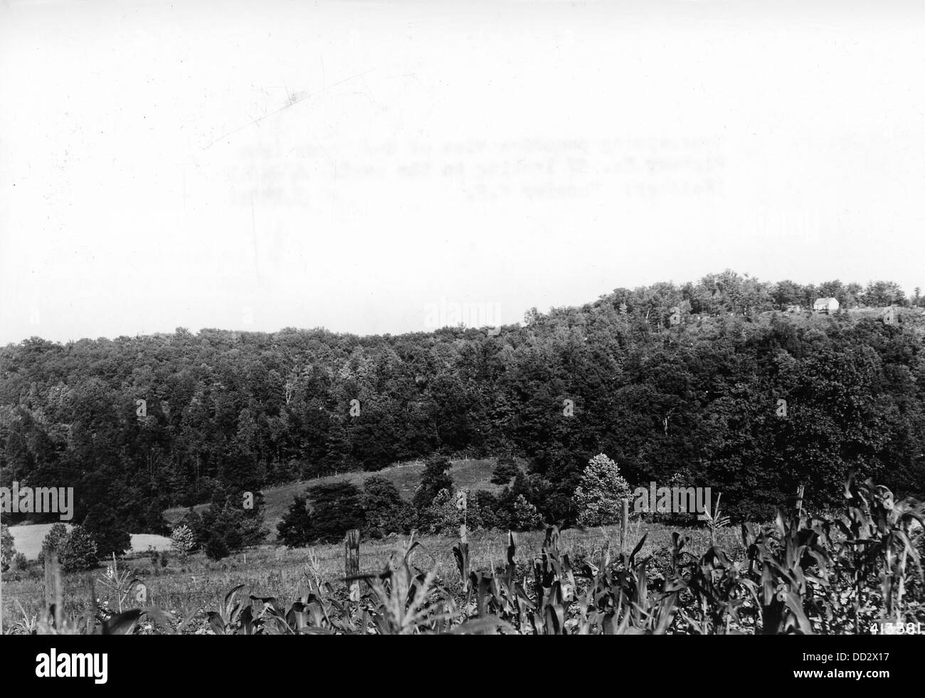 An overlapping panorama view of Cox Woods, showcasing the dense forest ...