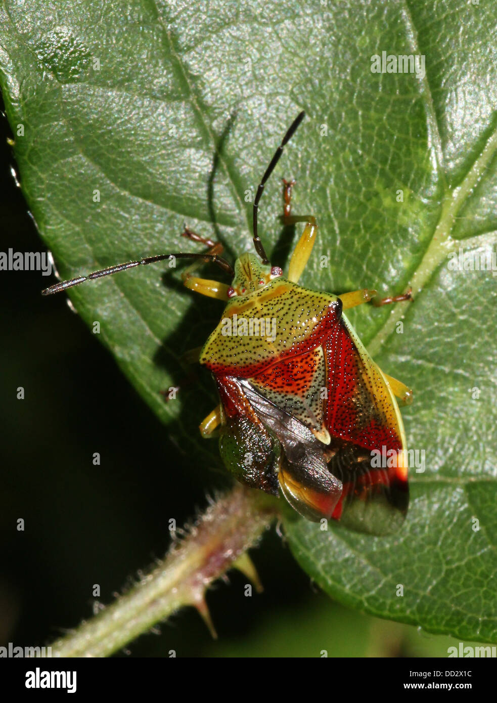 Birch Shield Bug (Elasmostethus interstinctus) in a variety of poses on ...