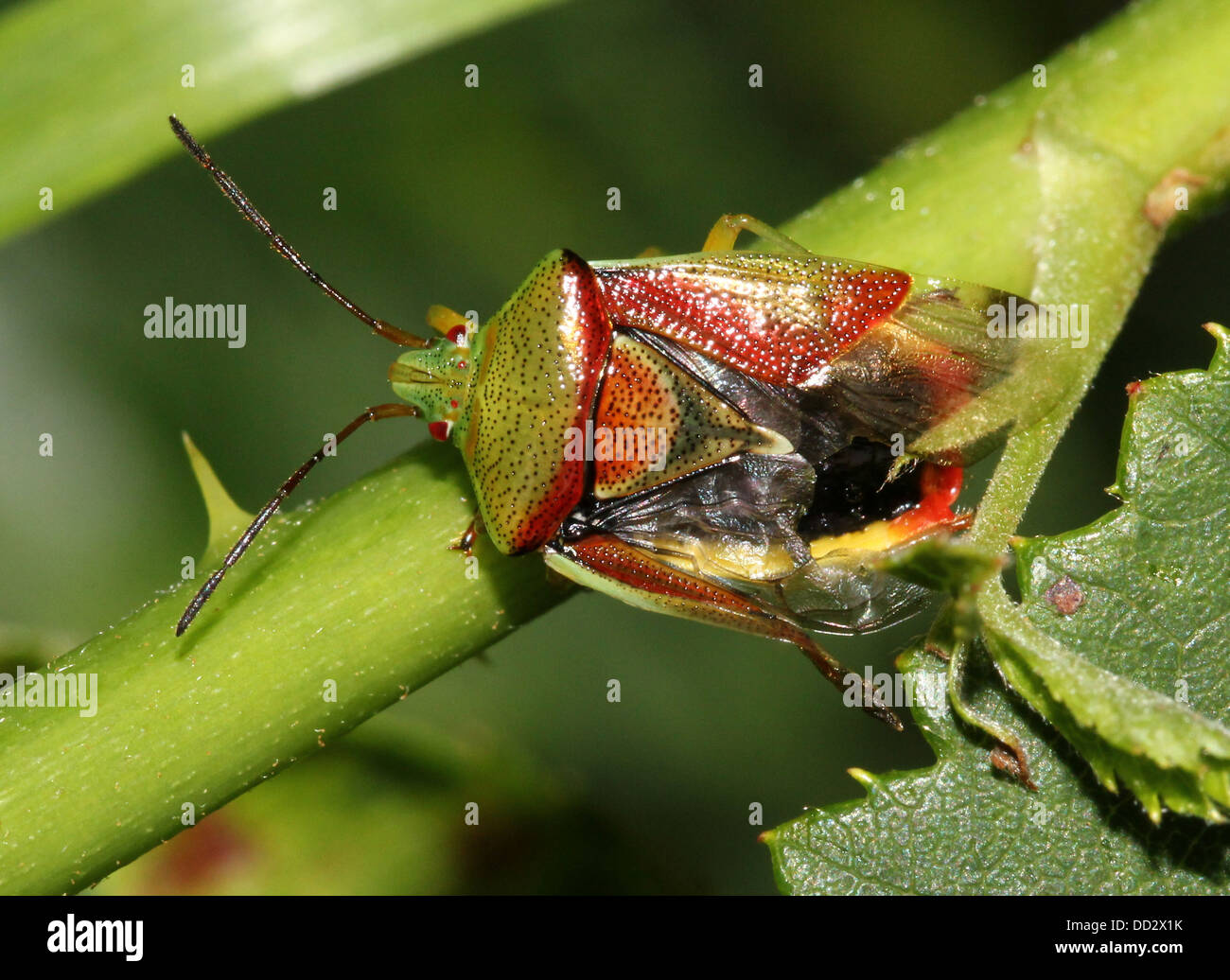 Birch Shield Bug (Elasmostethus interstinctus) in a variety of poses on ...