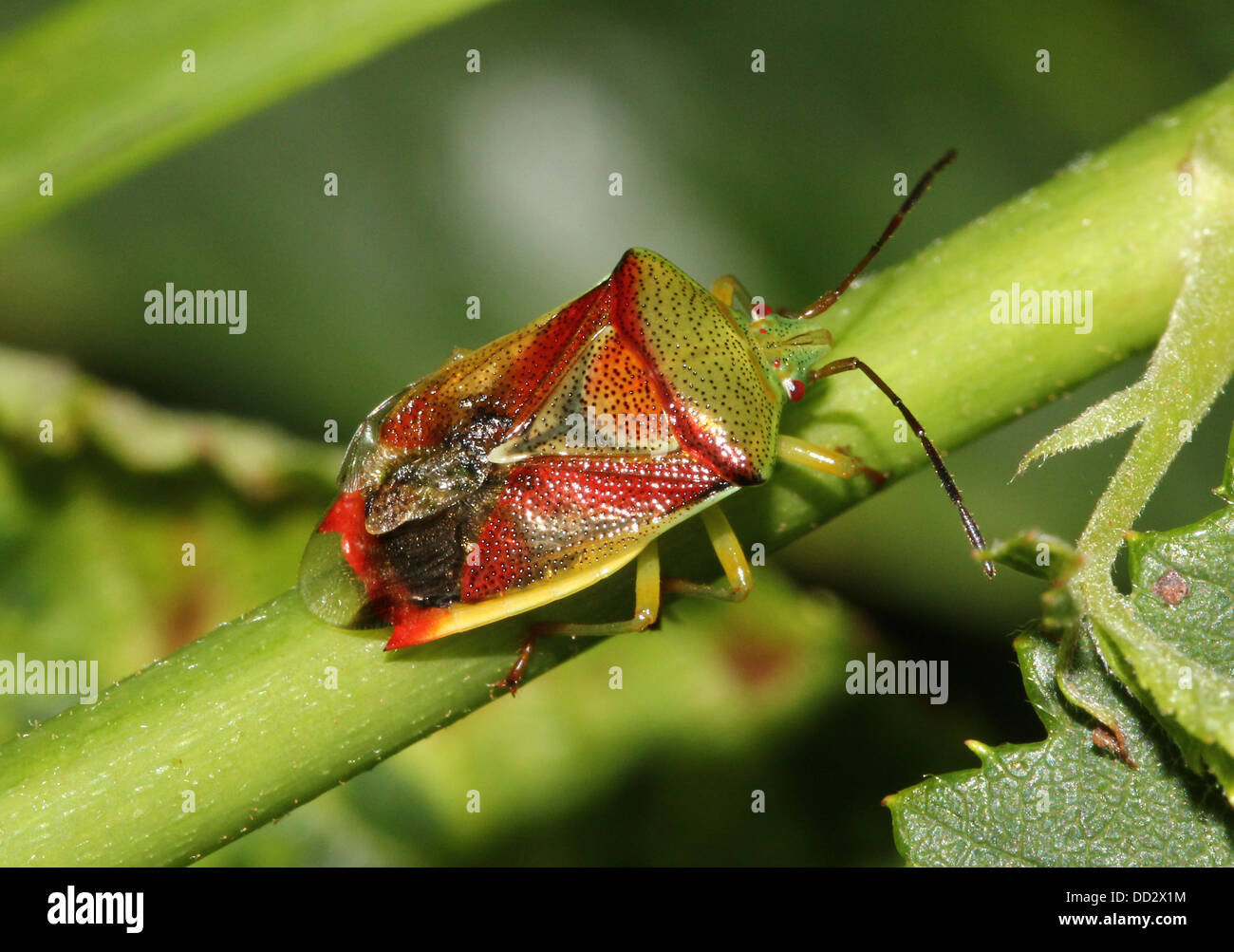 Birch Shield Bug (Elasmostethus interstinctus) in a variety of poses on ...