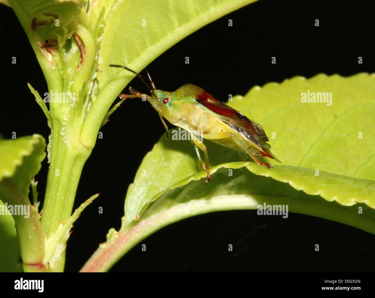 Birch Shield Bug (Elasmostethus interstinctus) in a variety of poses on ...