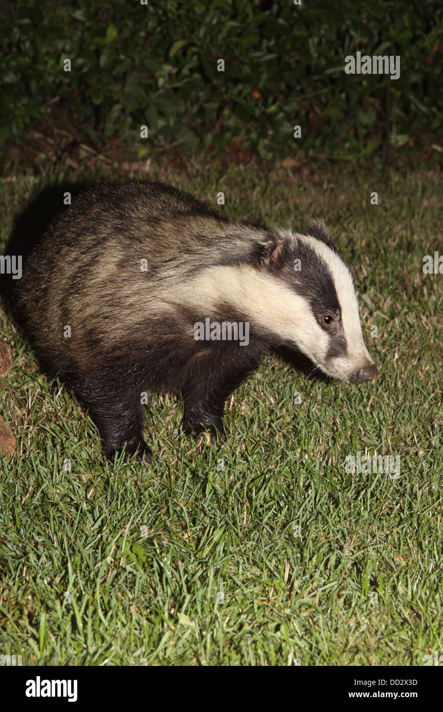 Eurasian badger meles meles foraging for food Stock Photo - Alamy