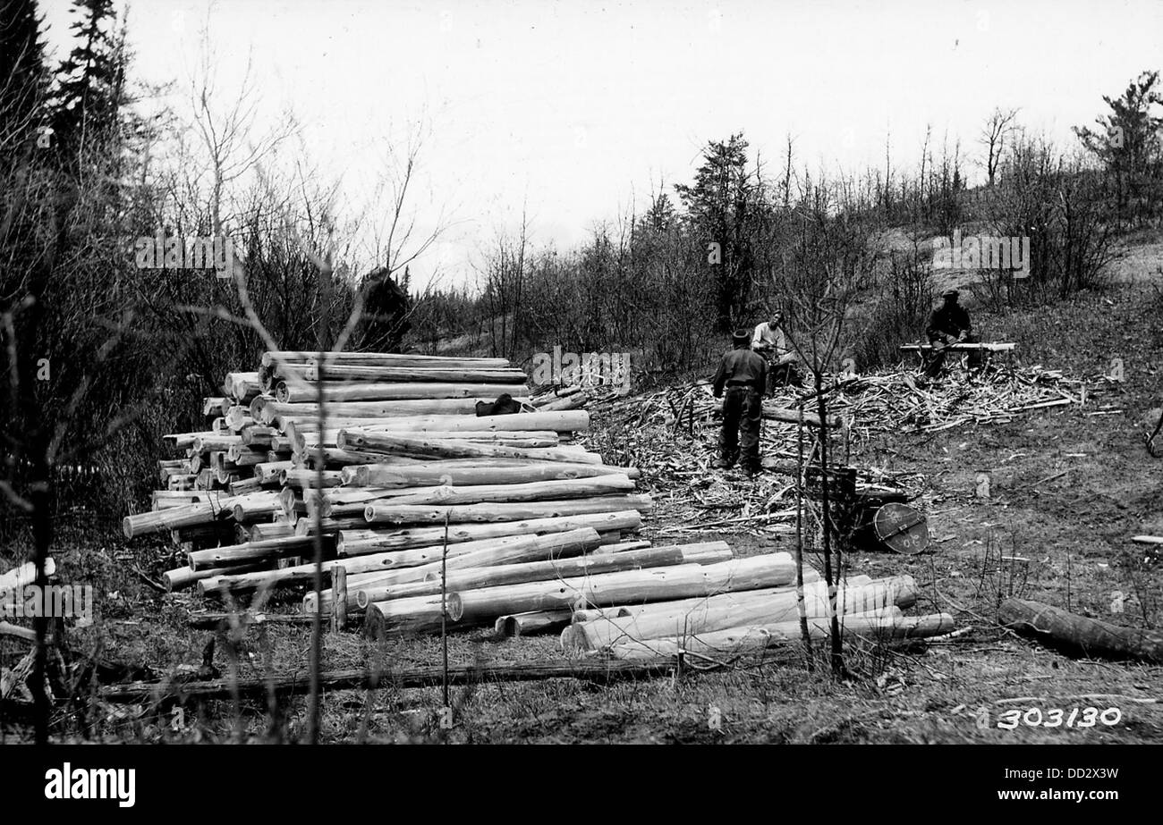 Workers are shown peeling seven-foot cedar plantation posts, a task ...