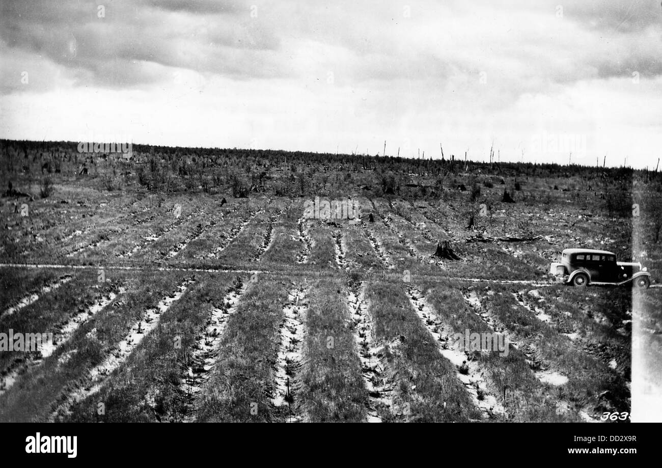 A Jack Pine tree has been planted in a reforestation or land ...