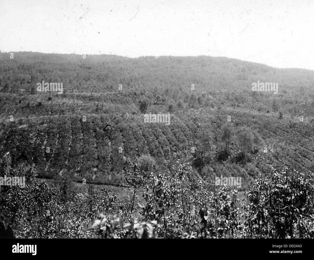 Region planting Black and White Stock Photos & Images - Alamy