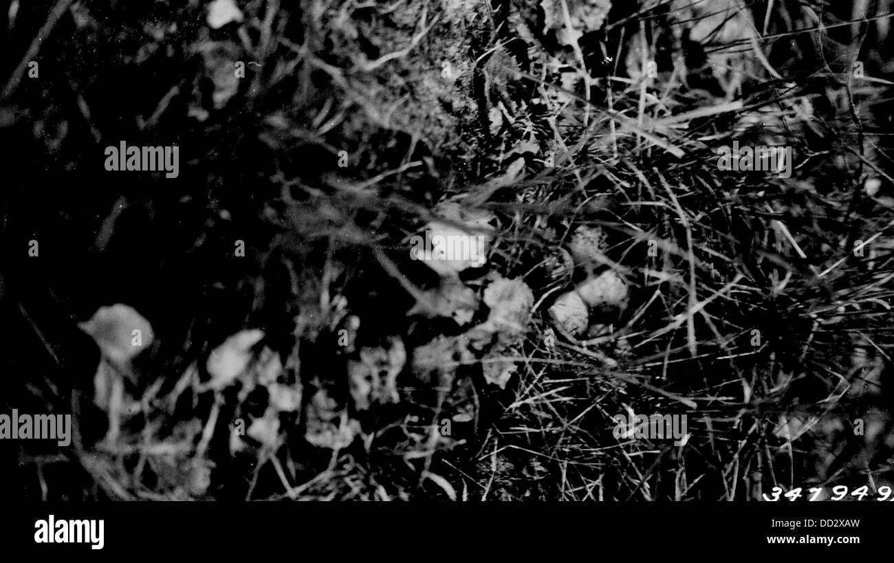 Nesting shorebird Black and White Stock Photos & Images - Alamy