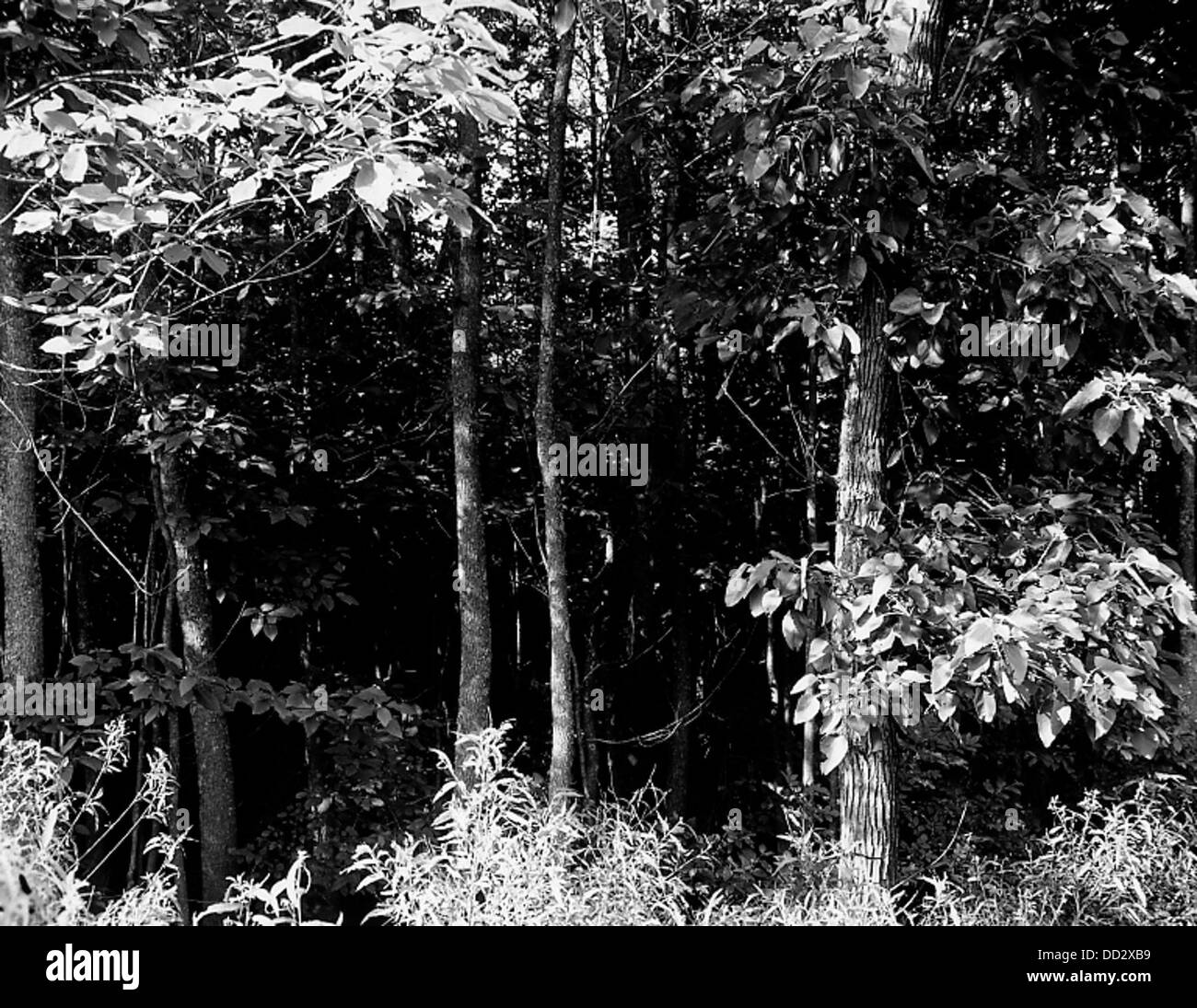A pole stand of Tupelo Gum trees, notable for their distinctive ...