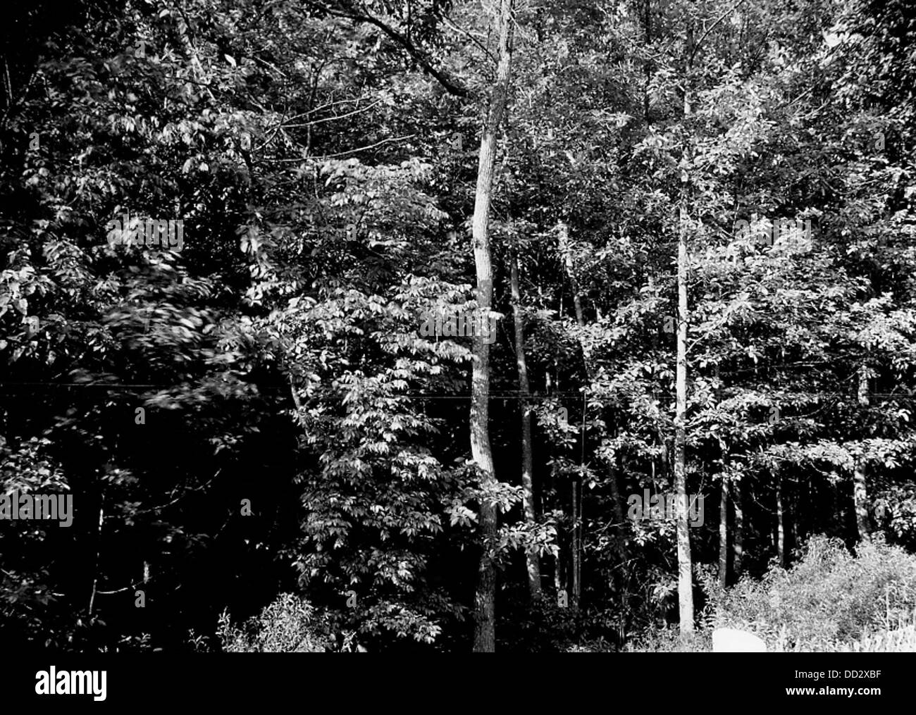 Stand of gum trees hi-res stock photography and images - Alamy