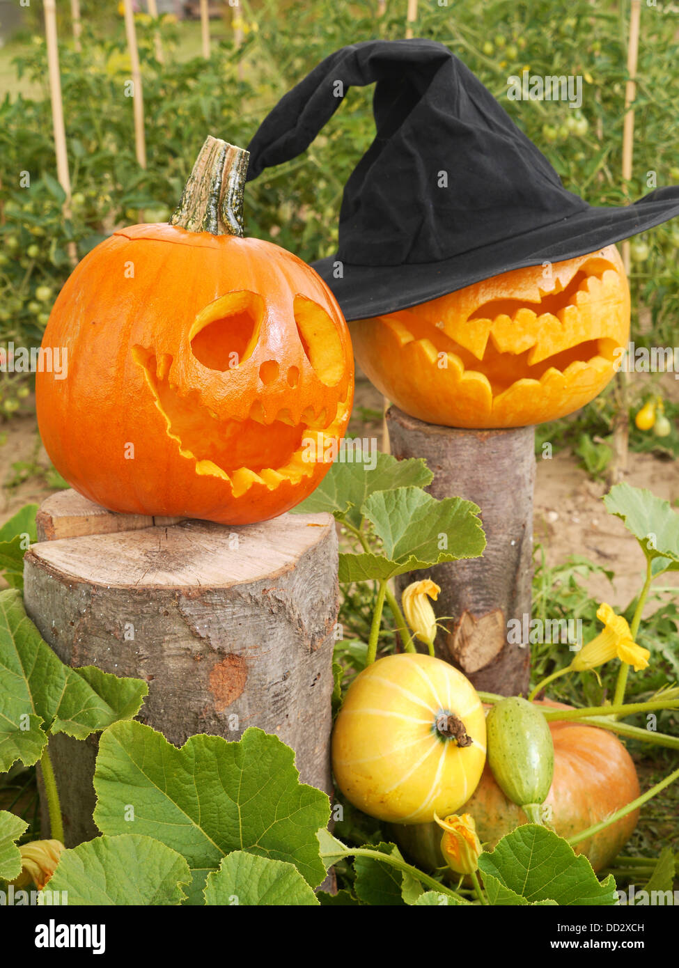 Halloween pumpkins bat in hi-res stock photography and images - Alamy
