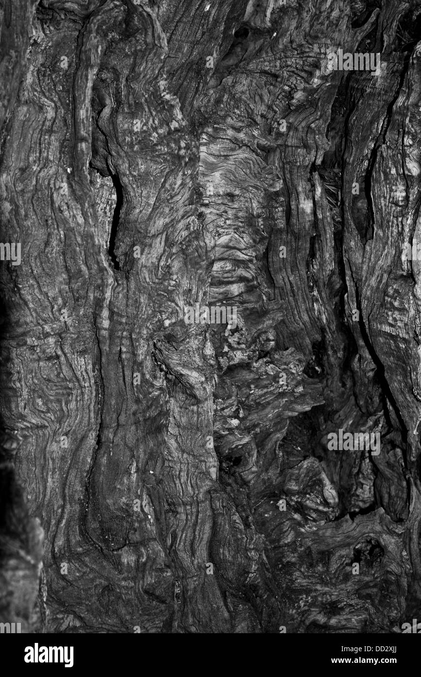 Black white shot tree Black and White Stock Photos & Images - Alamy