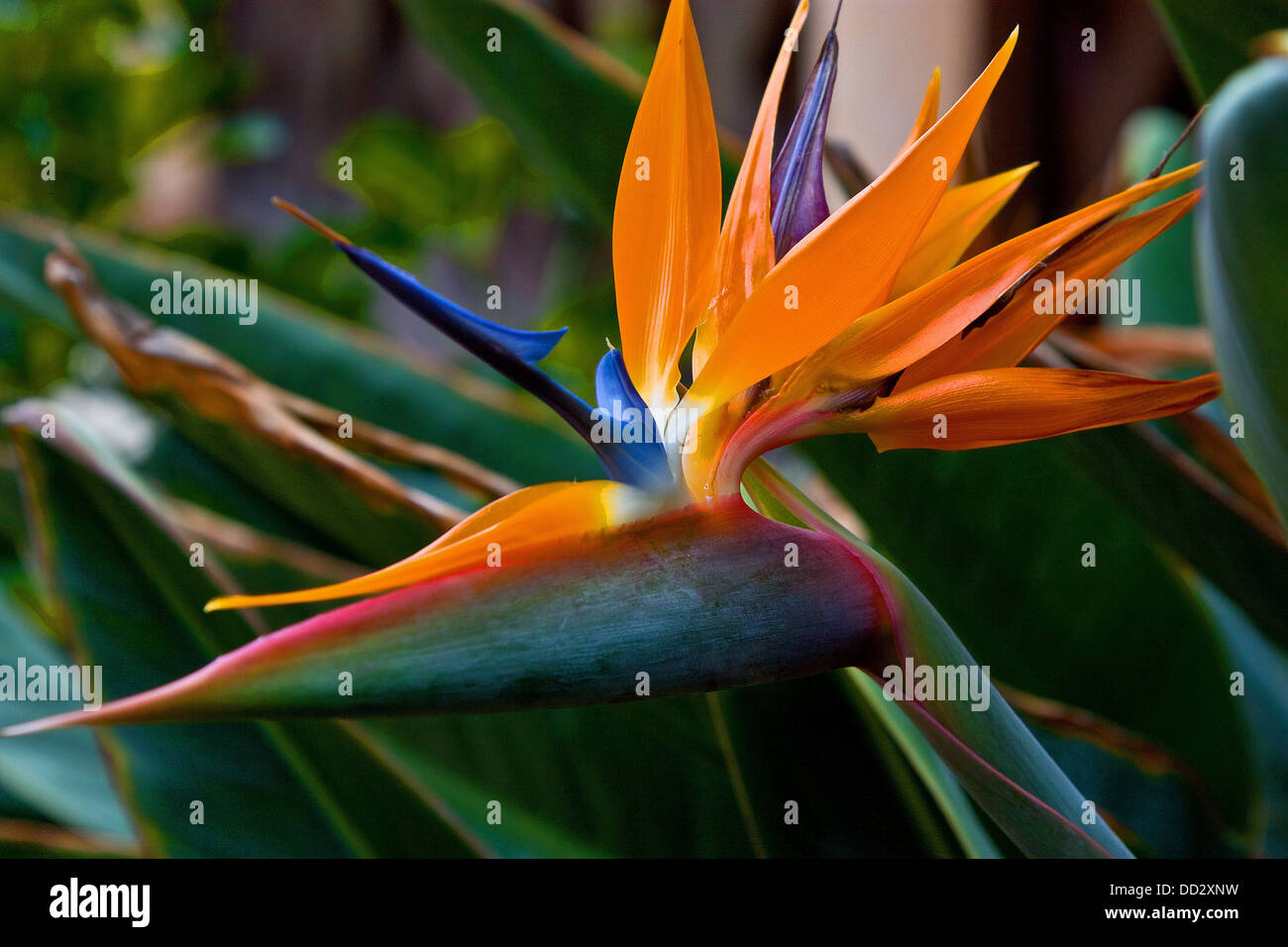 Bright orange and blue cactus flower in full bloom Stock Photo - Alamy
