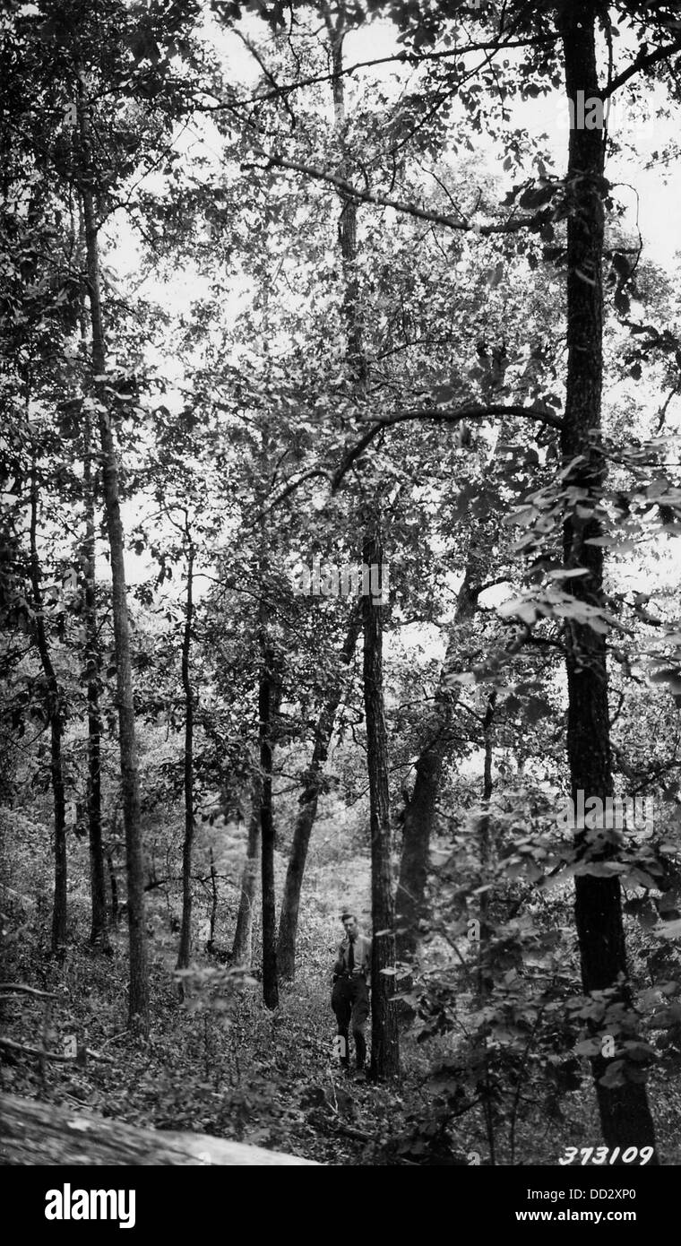 American white oak Black and White Stock Photos & Images - Alamy