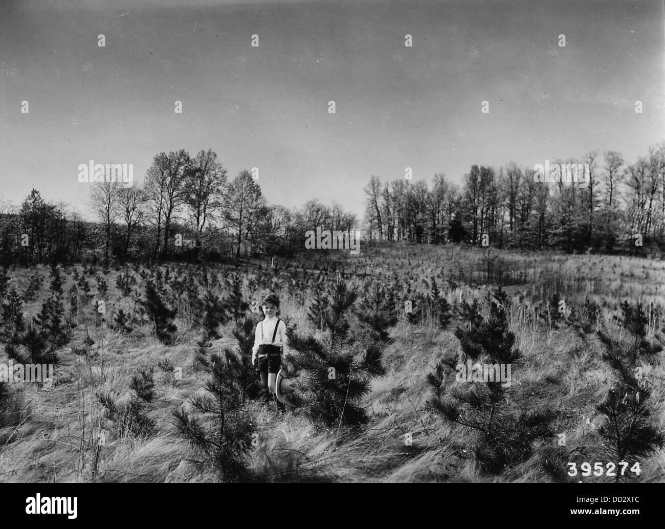 Red pine plantation Black and White Stock Photos & Images - Alamy