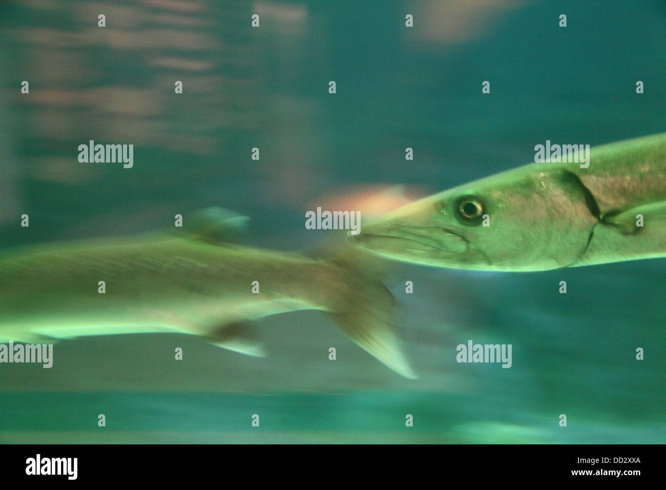 Australian freshwater eels hi-res stock photography and images - Alamy