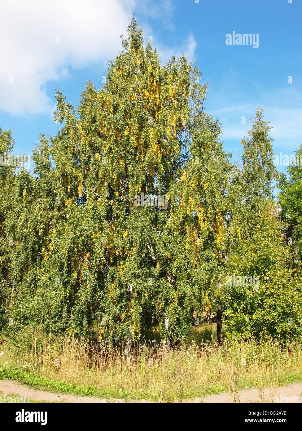 Birch avenue hi-res stock photography and images - Alamy