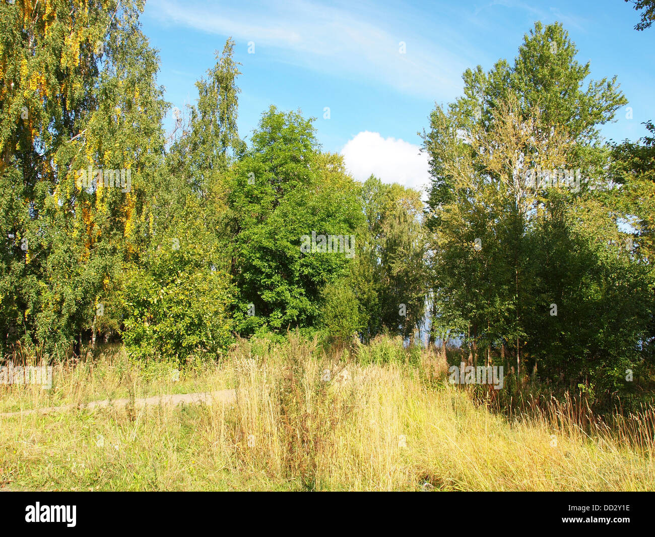 Birch avenue hi-res stock photography and images - Alamy