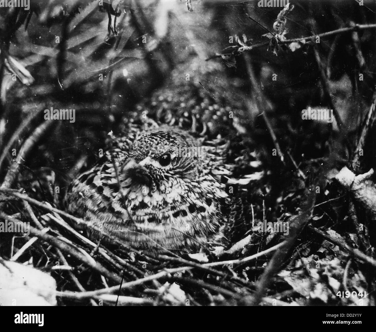 Characteristic bird Black and White Stock Photos & Images - Alamy