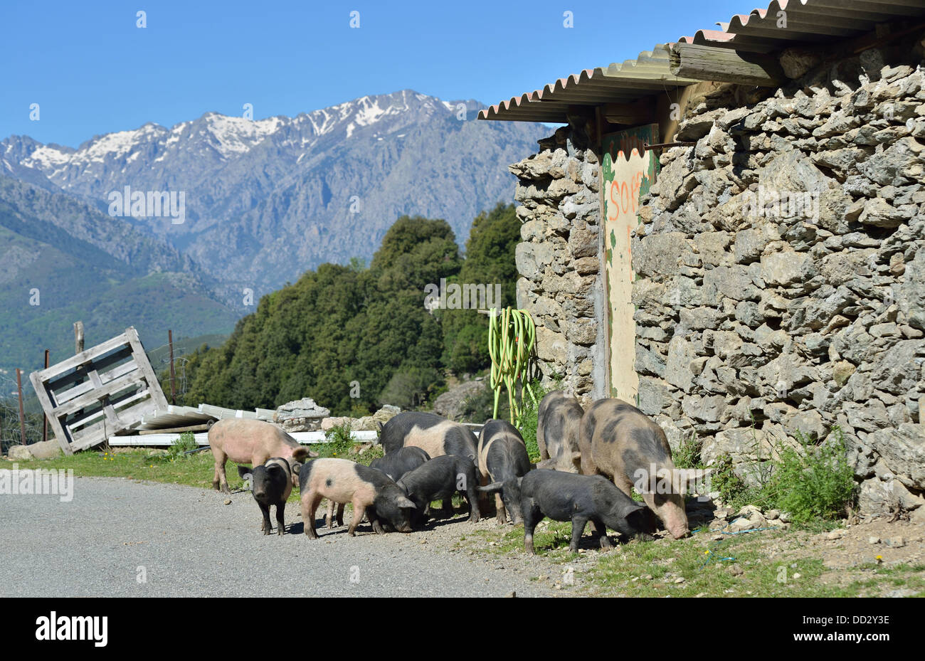 Pigs by the road, Le Boziu region, Corsica, France Stock Photo - Alamy
