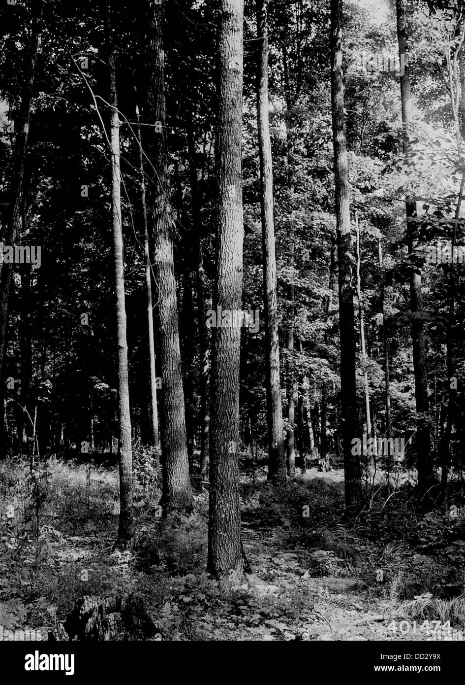 This image captures a second-growth forest stand of mixed hardwoods ...