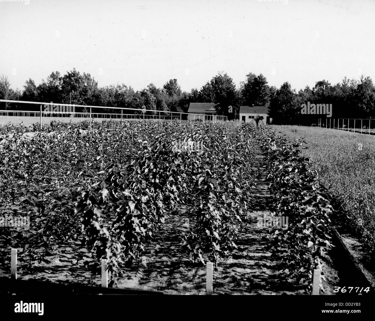 Nursery plant beds Black and White Stock Photos & Images - Alamy