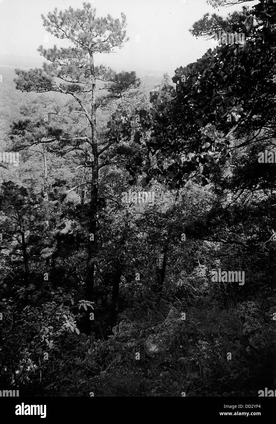 Distribution tree species in Black and White Stock Photos & Images - Alamy