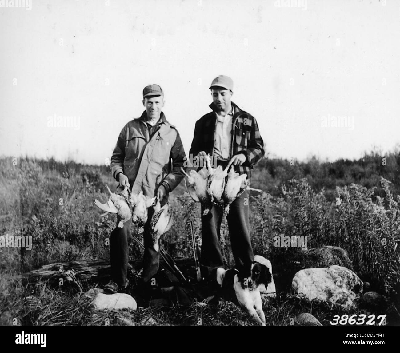 Sharptail hi-res stock photography and images - Alamy