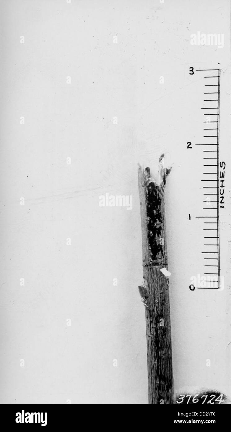 Maple tree branches in Black and White Stock Photos & Images - Alamy