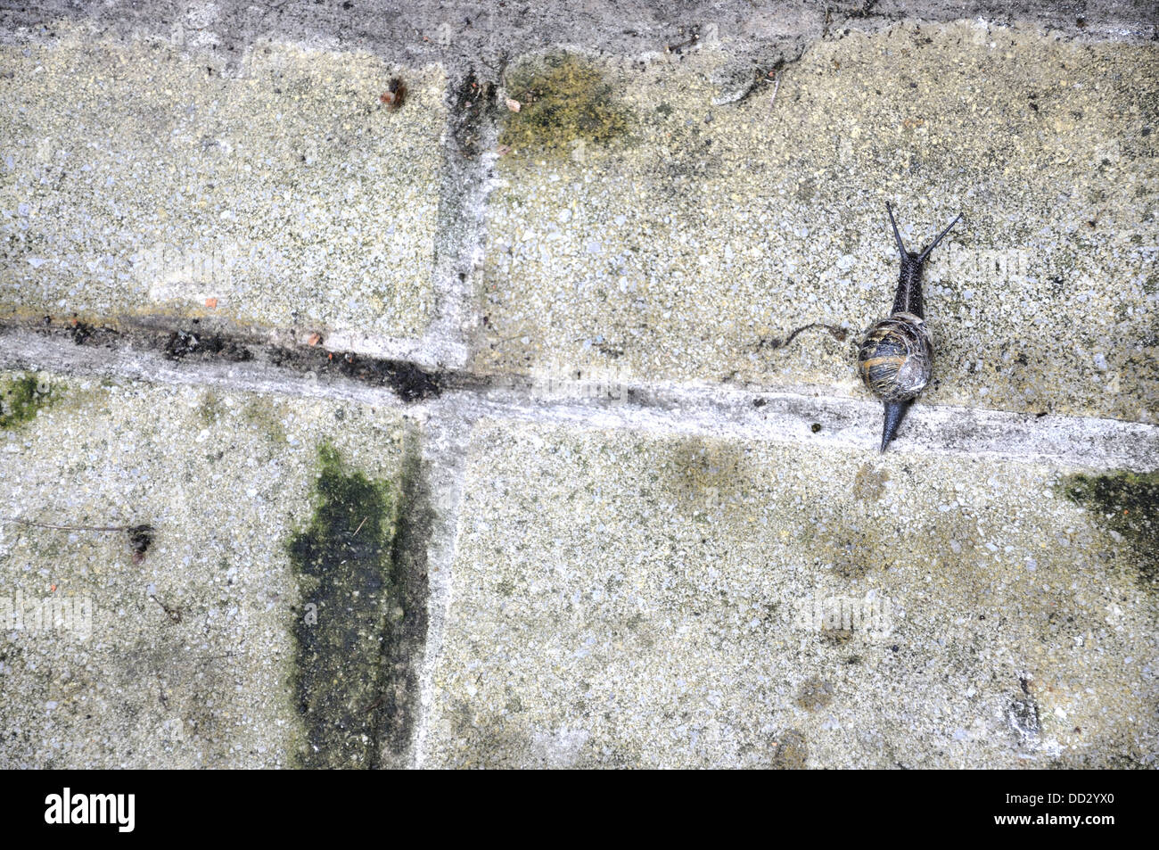 Shell on back hi-res stock photography and images - Alamy