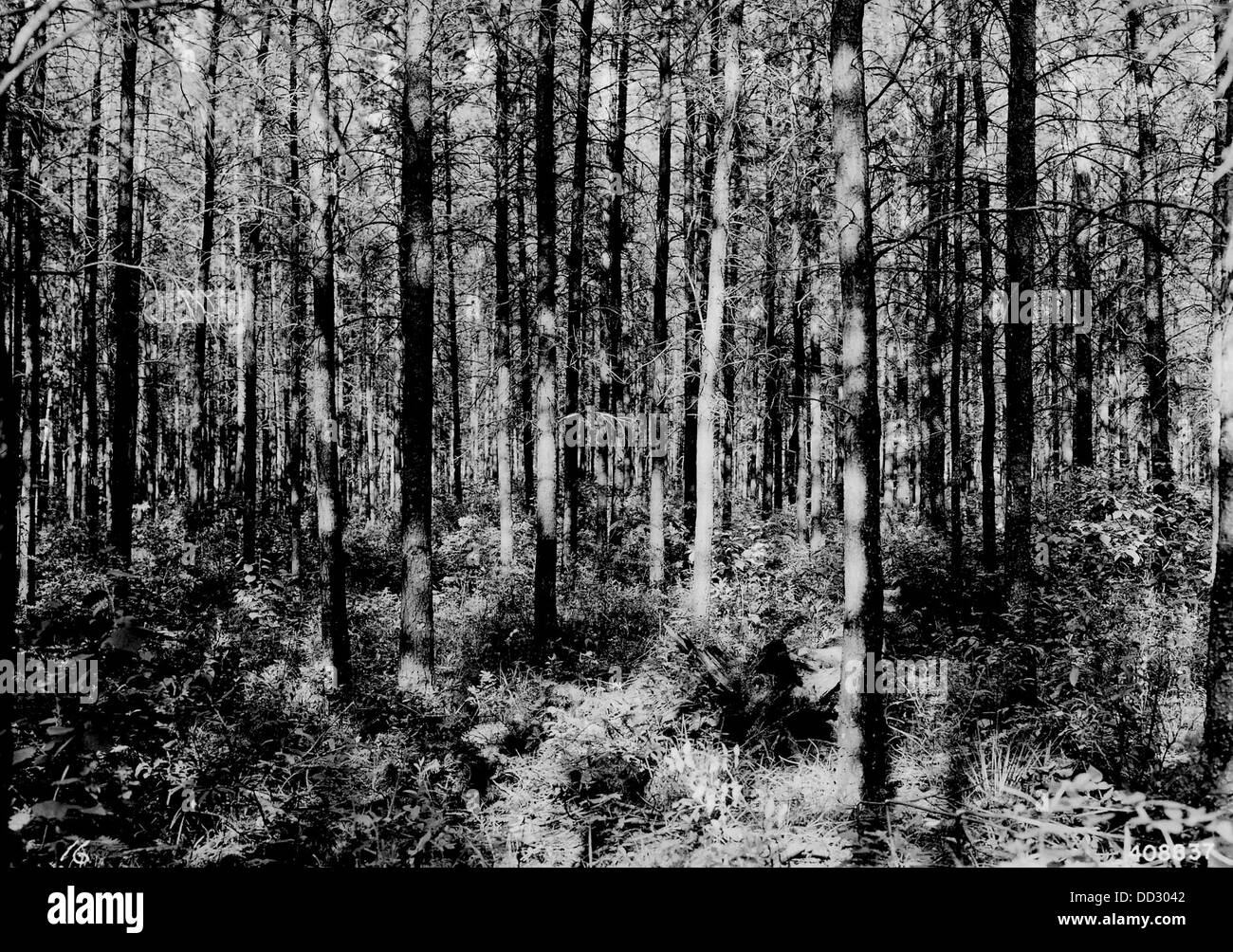 Trunks slender Black and White Stock Photos & Images - Alamy