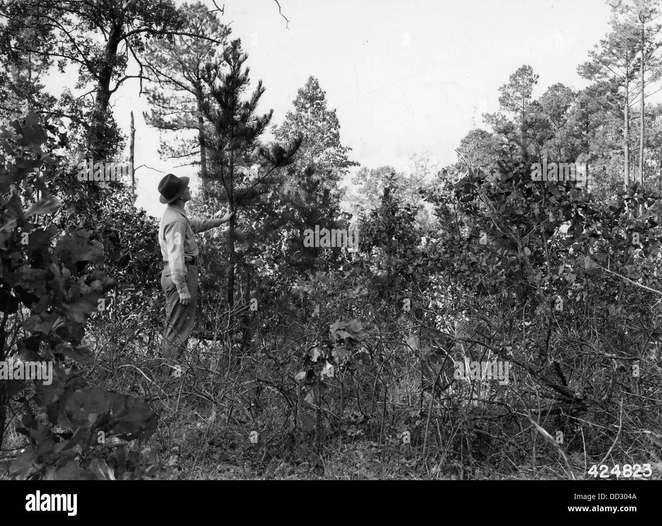 This image shows a stand of trees, capturing a natural landscape. The ...