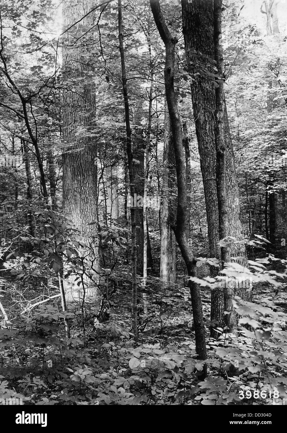 A stand of virgin hardwood trees, untouched by logging, showcasing the ...