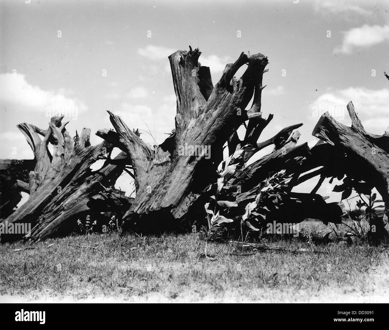 Fencing lines Black and White Stock Photos & Images - Alamy
