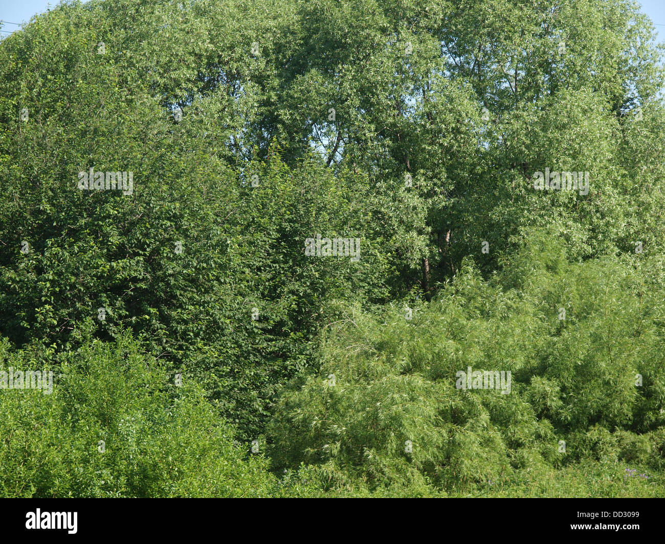 Wood in summer. Russia Stock Photo - Alamy