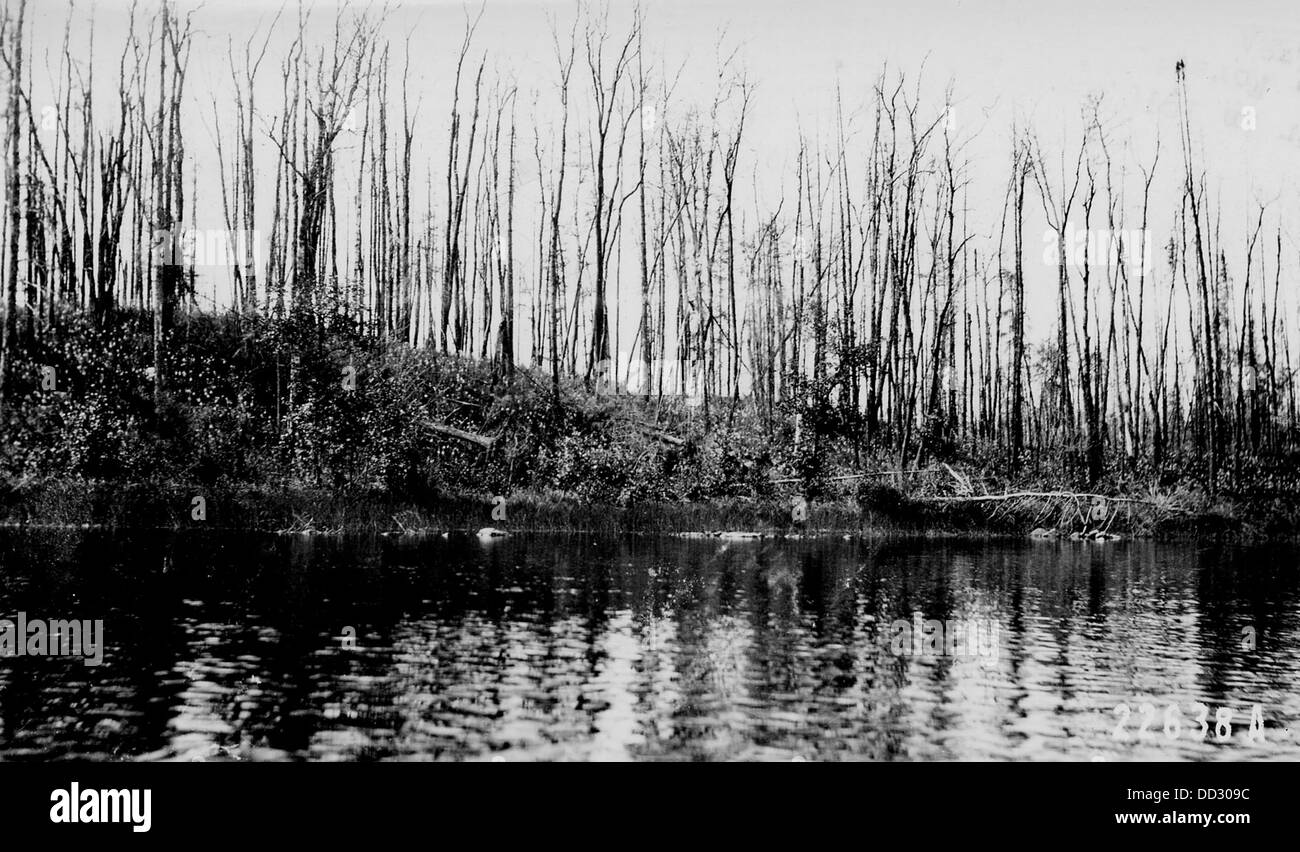Burned over forest Black and White Stock Photos & Images - Alamy