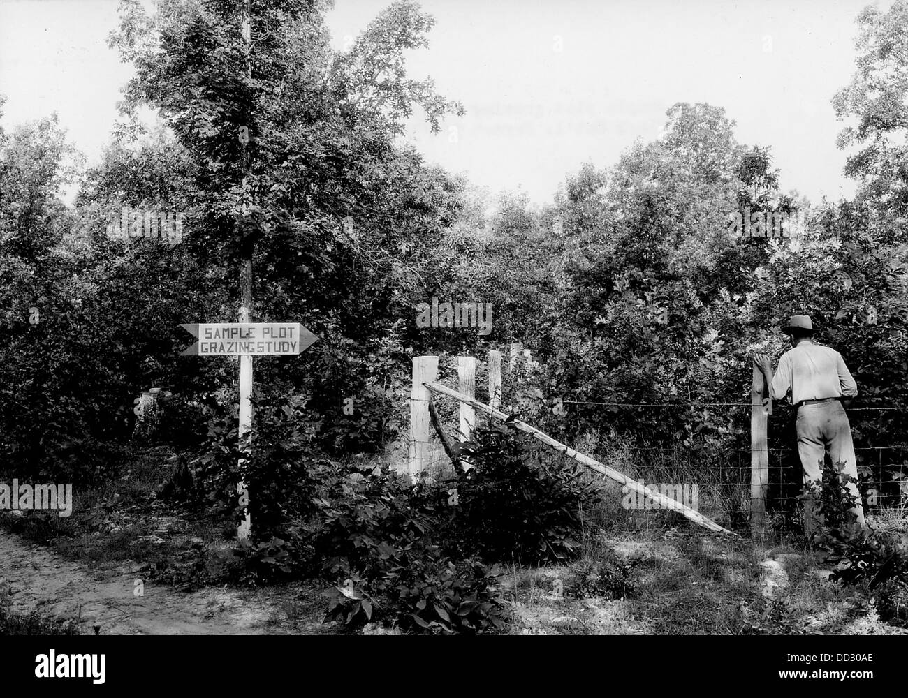 Plant study sample Black and White Stock Photos & Images - Alamy