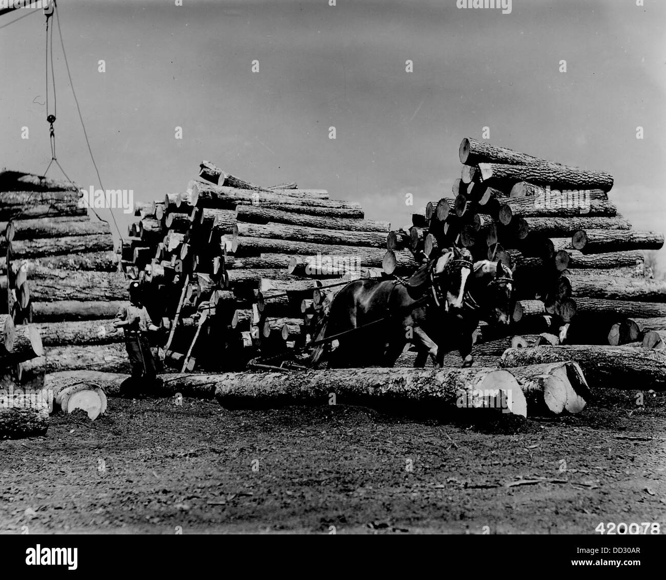 Popular horse breed Black and White Stock Photos & Images - Alamy