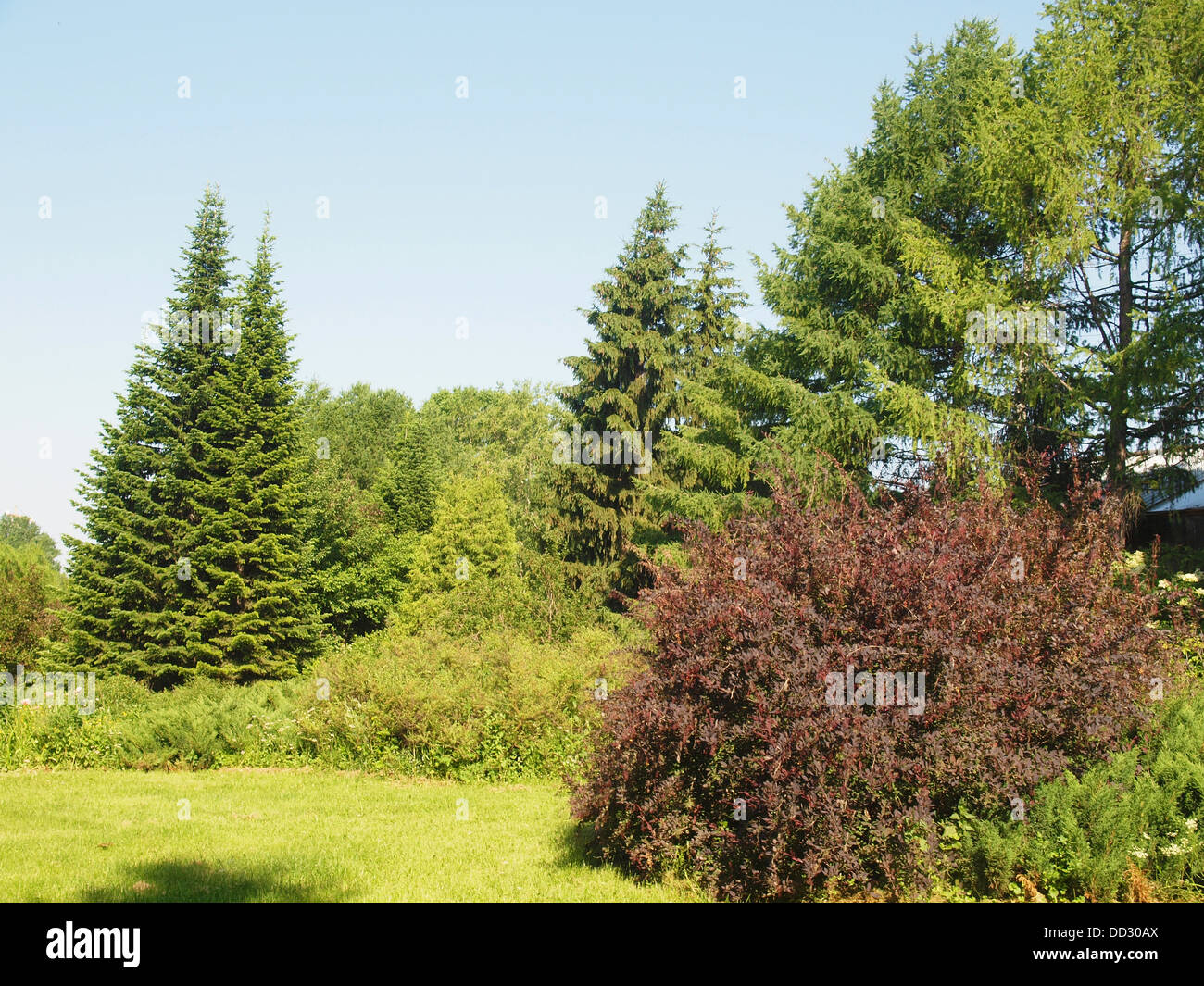Wood in summer. Russia Stock Photo - Alamy