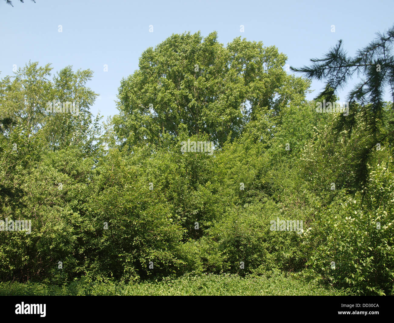 Wood in summer. Russia Stock Photo - Alamy