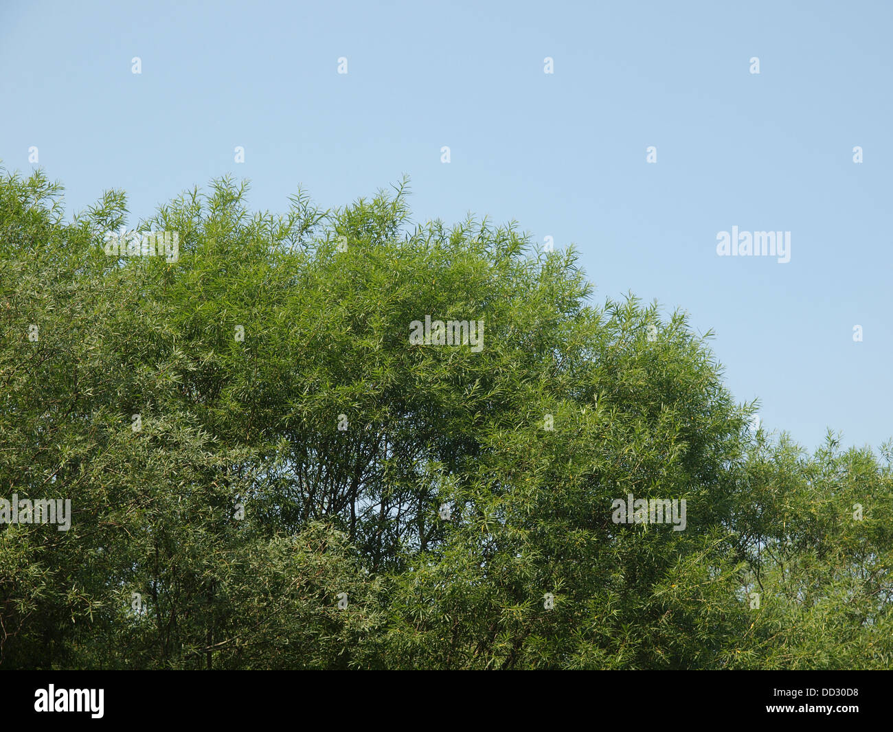 Wood in summer. Russia Stock Photo - Alamy