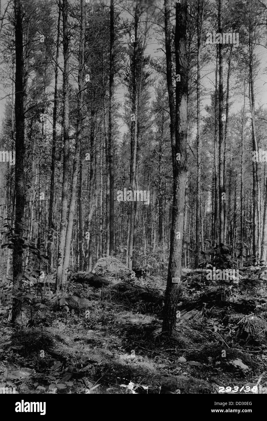 This image depicts a stand of thinned Jack Pine trees. Thinning is a forestry practice used to ...
