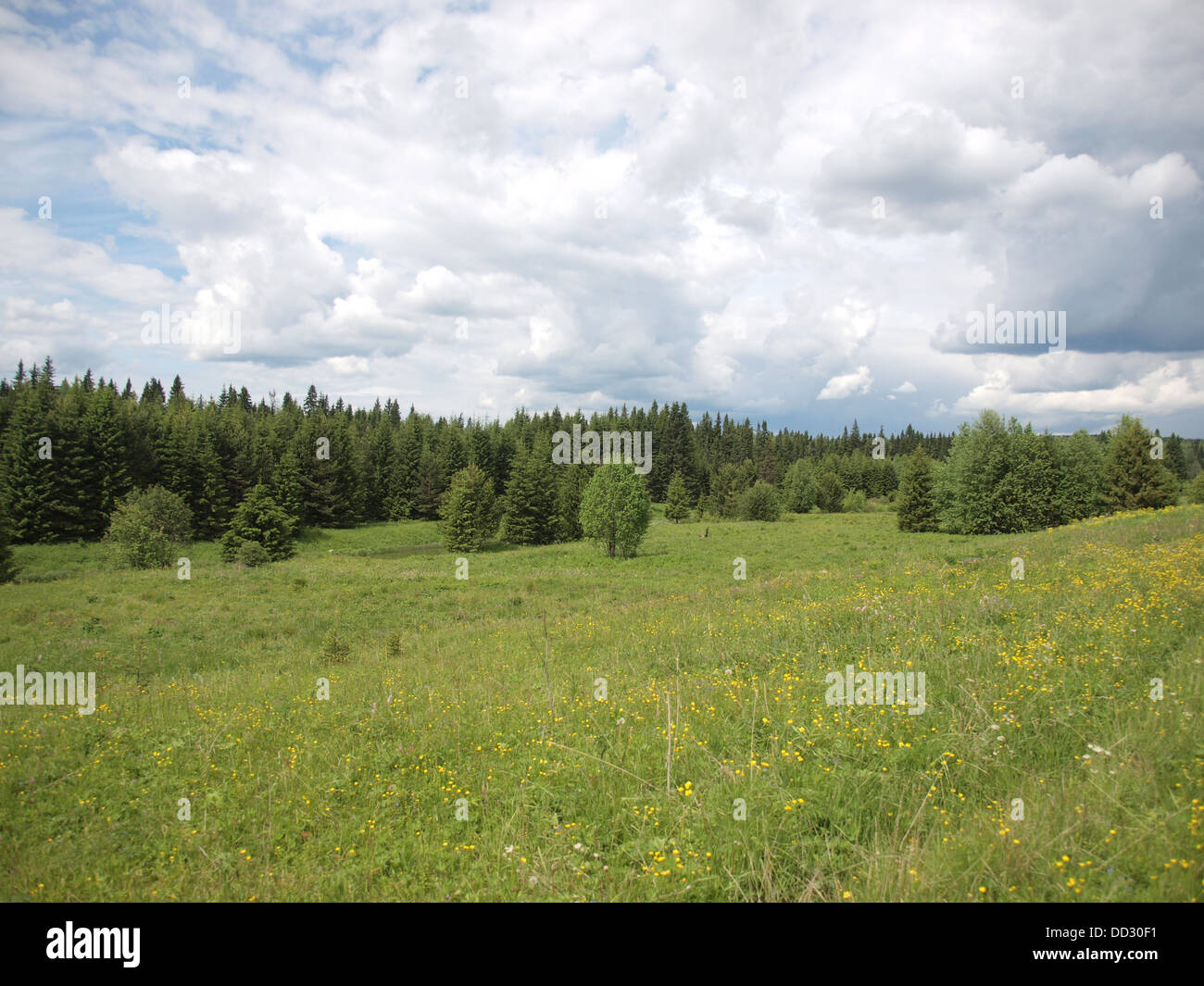 Wood in summer. Russia Stock Photo - Alamy