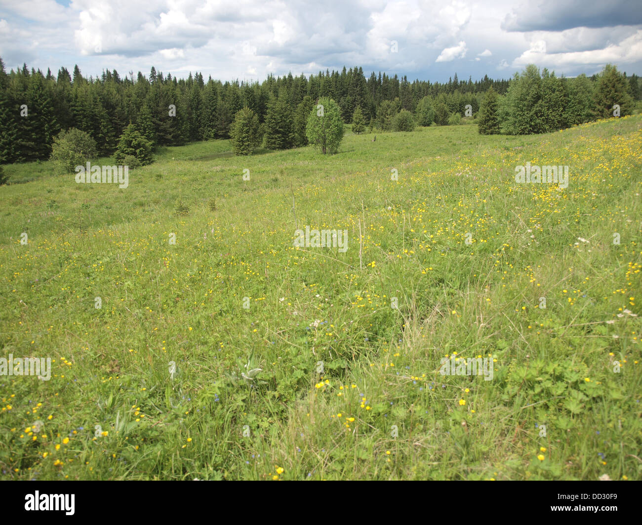 Wood in summer. Russia Stock Photo - Alamy