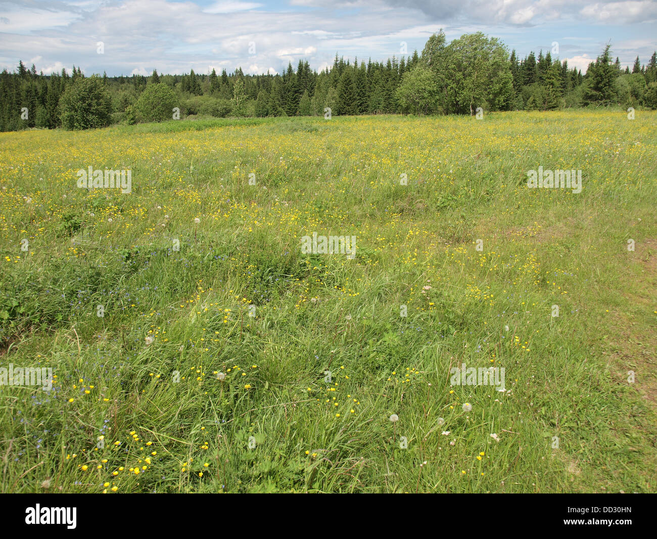 Wood in summer. Russia Stock Photo - Alamy