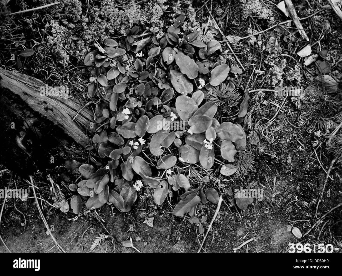Trailing plants Black and White Stock Photos & Images - Alamy