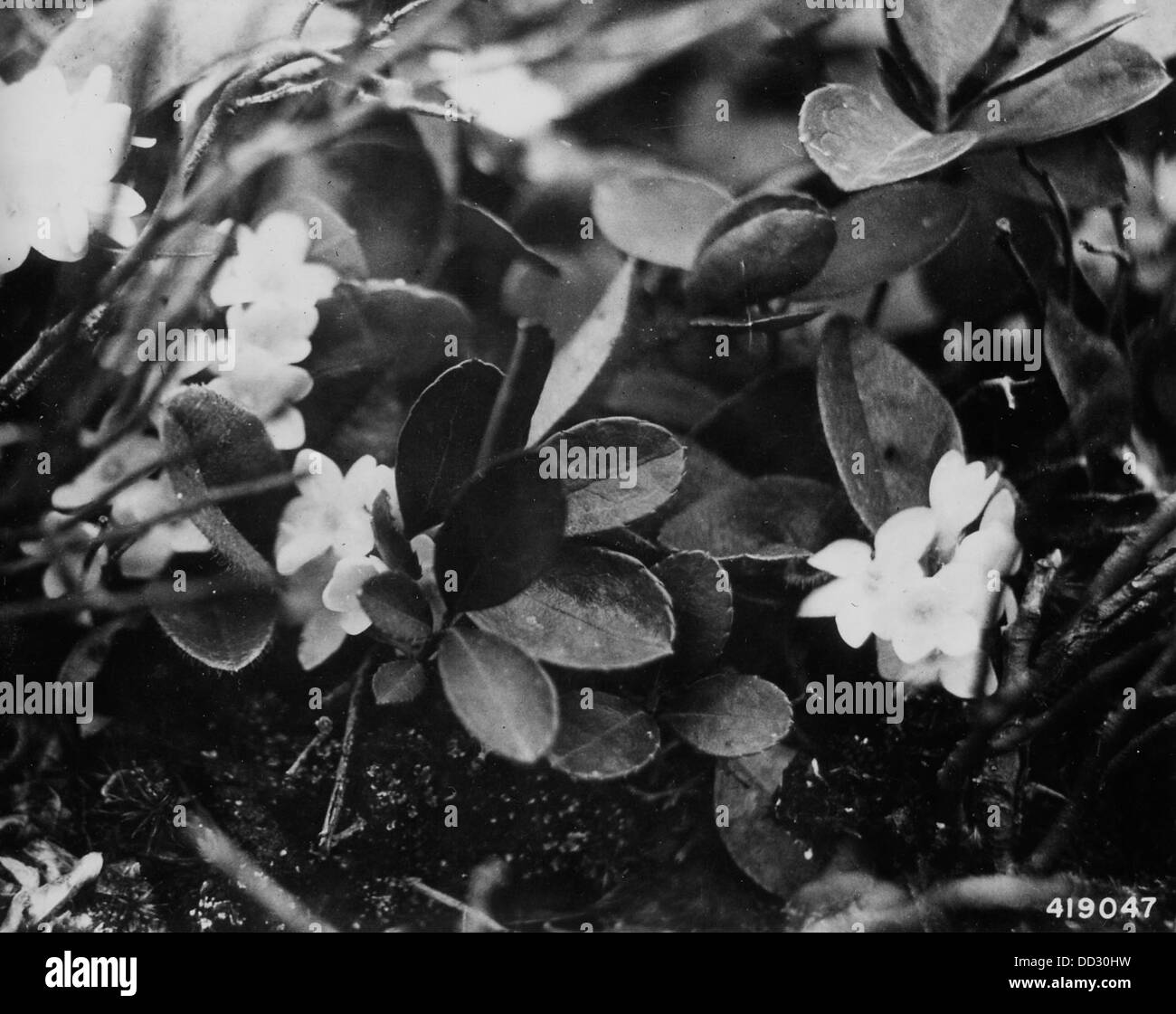 Trailing arbutus hi-res stock photography and images - Alamy