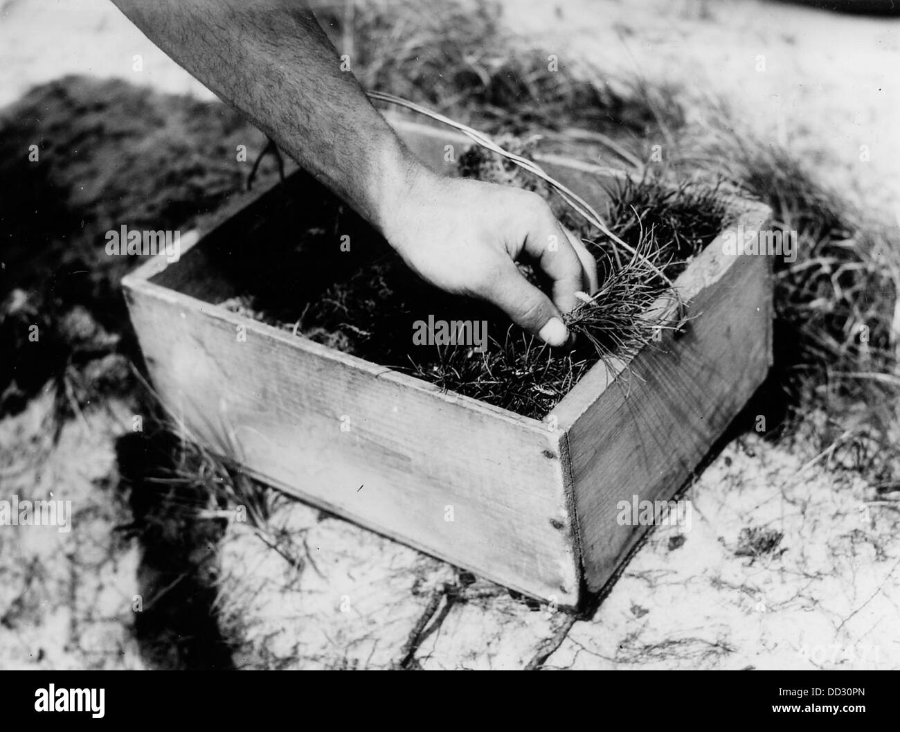 Planting a tree soil Black and White Stock Photos & Images - Alamy